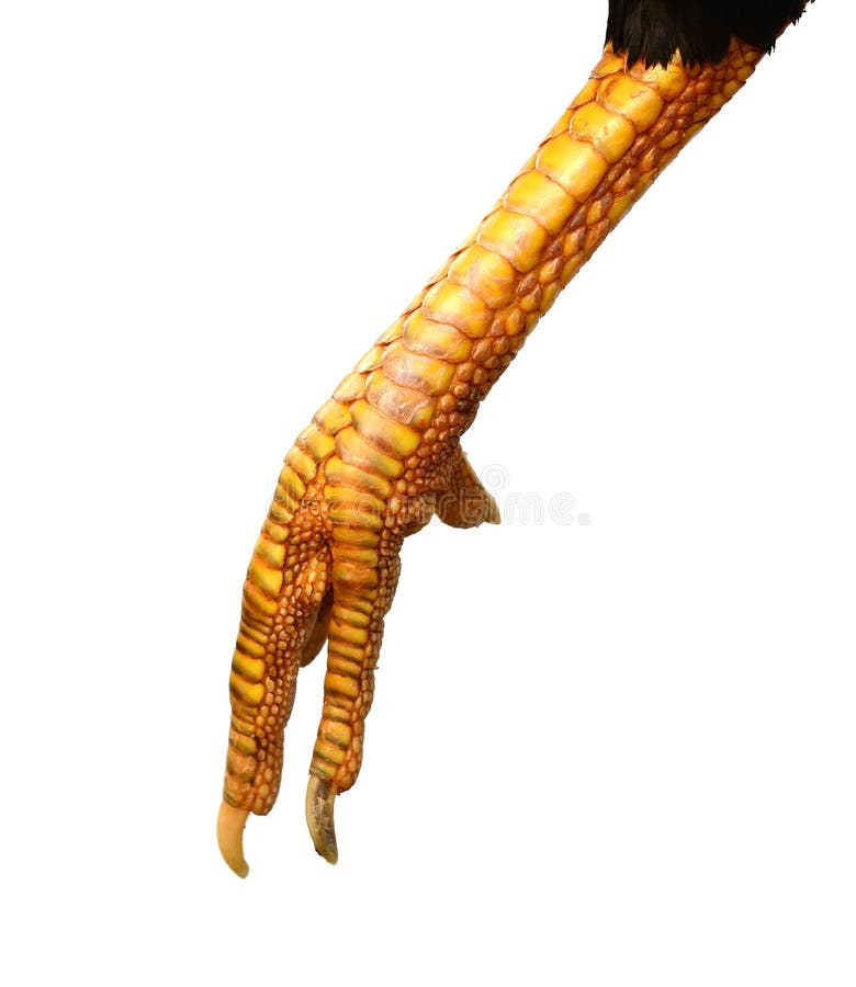 Raw chicken feet stock photo. Image of meat, fresh, background - 219252806