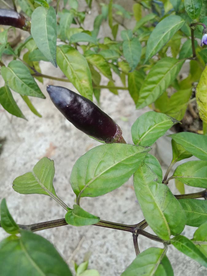 Raw Chilli Image. Image Shoot Date is 28th of August, 23, at, Basirhat ...