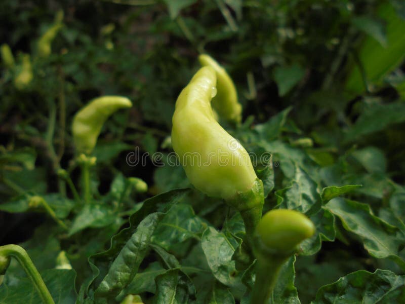 Raw Chilli Paper Green Trees Stock Photo - Image of green, chilli ...