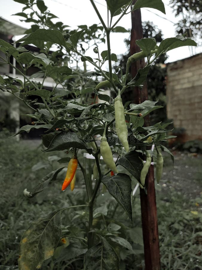 Raw chilli pepper on tree stock photo. Image of flower - 258918748