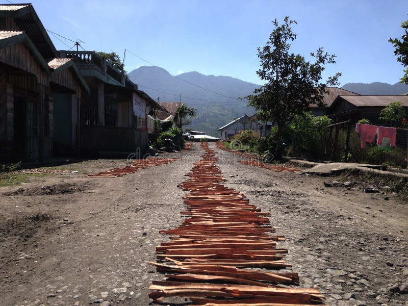 Raw Cinnamon Sticks Drying. Stock Photo - Image of plain, planting ...