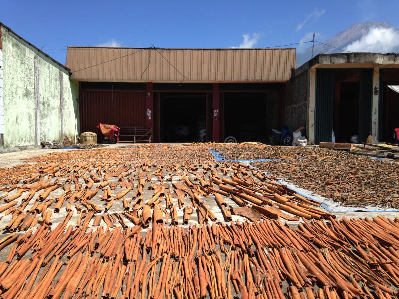 Raw Cinnamon Sticks Drying. Stock Image - Image of sweet, perfume: 66525475