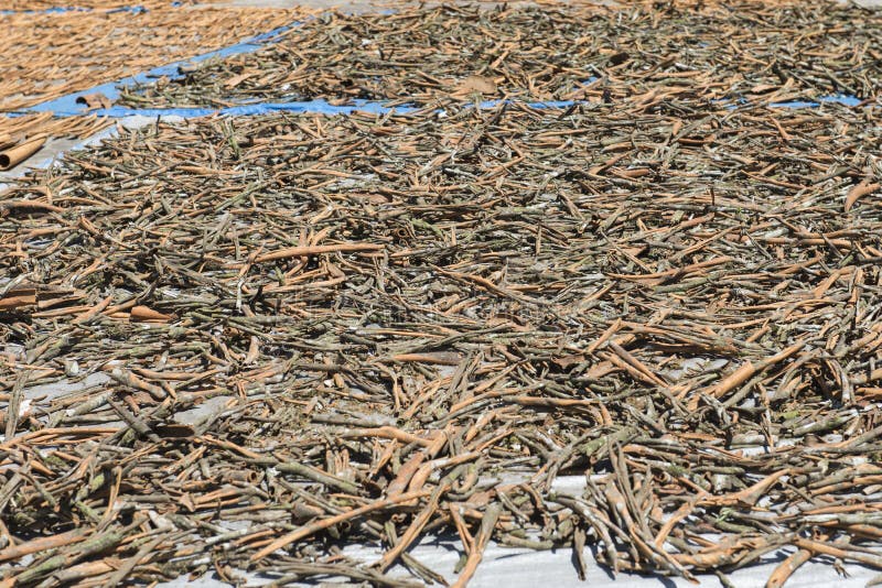 Raw Cinnamon Sticks Drying. Stock Photo - Image of plant, plain: 66525904