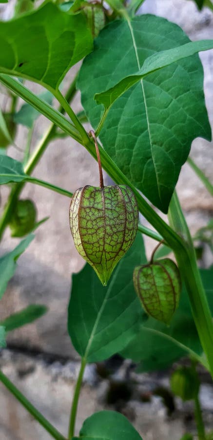 Raw ciplukan fruit stock image. Image of called, wildflower - 211322461