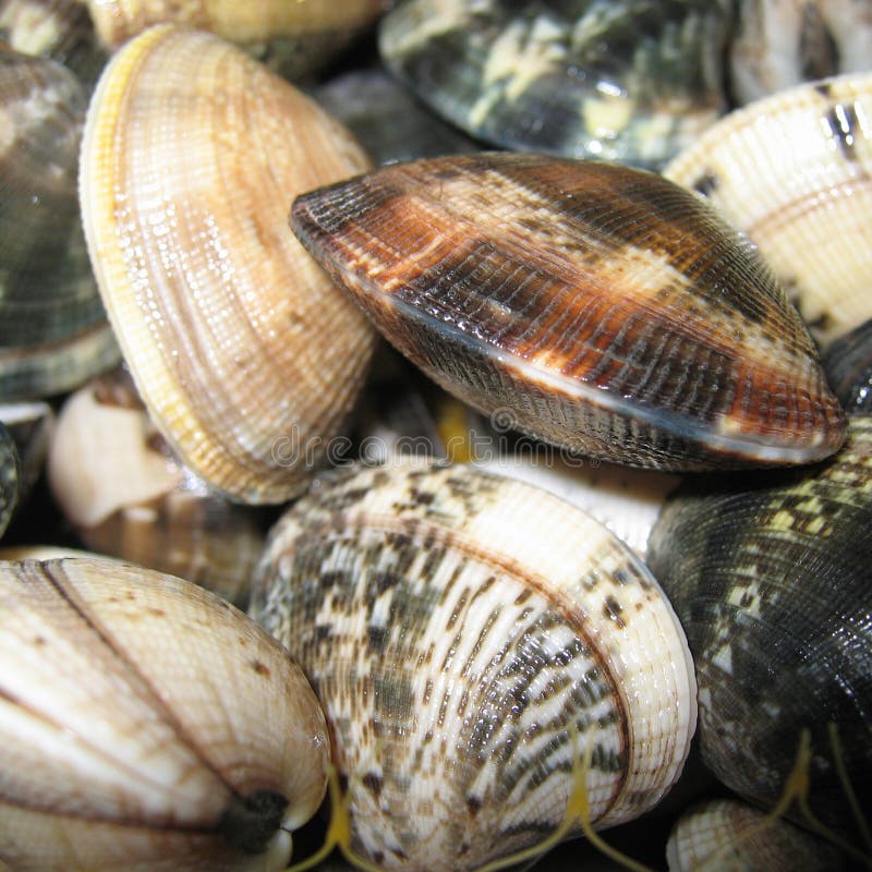 Raw Clams closeup stock image. Image of eaten, mussel - 107990987