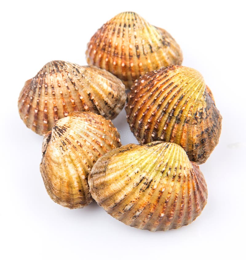 Raw Cockle I stock photo. Image of background, white - 39944782