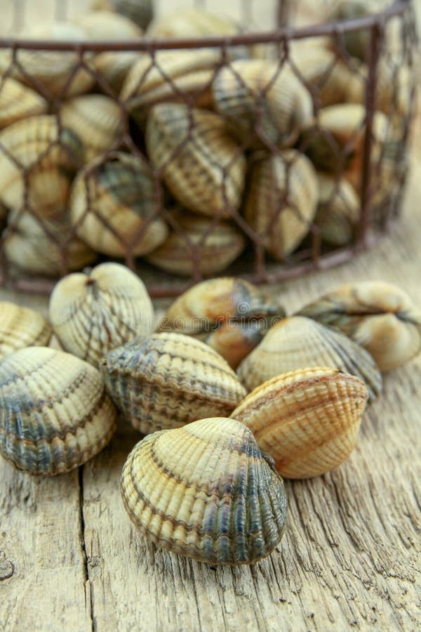 Raw cockles in a stock image. Image of steamed, nutrition - 166211435