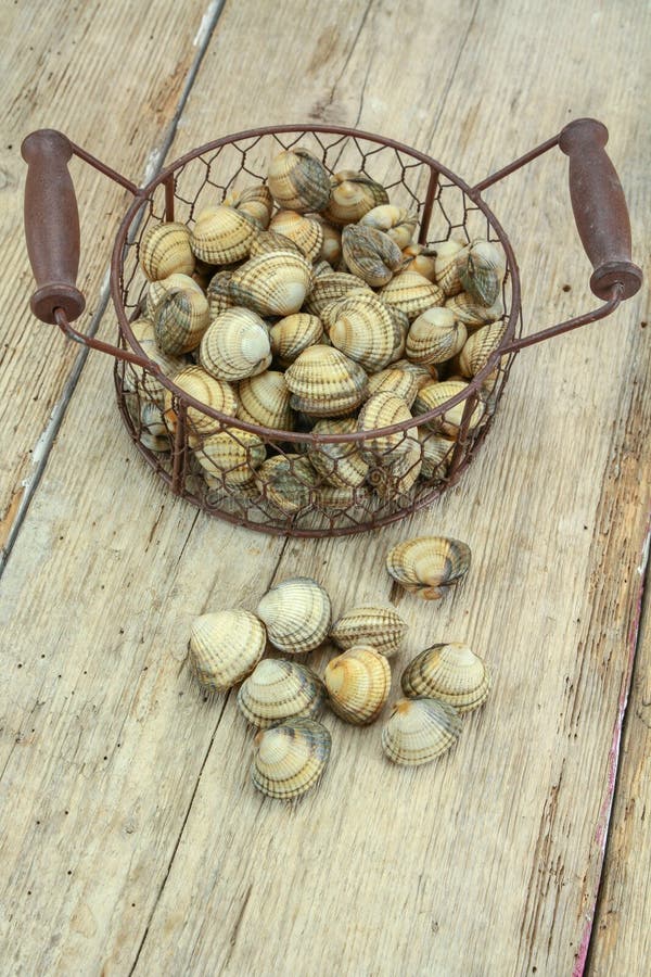 Raw cockles in a stock image. Image of steamed, nutrition - 166211435