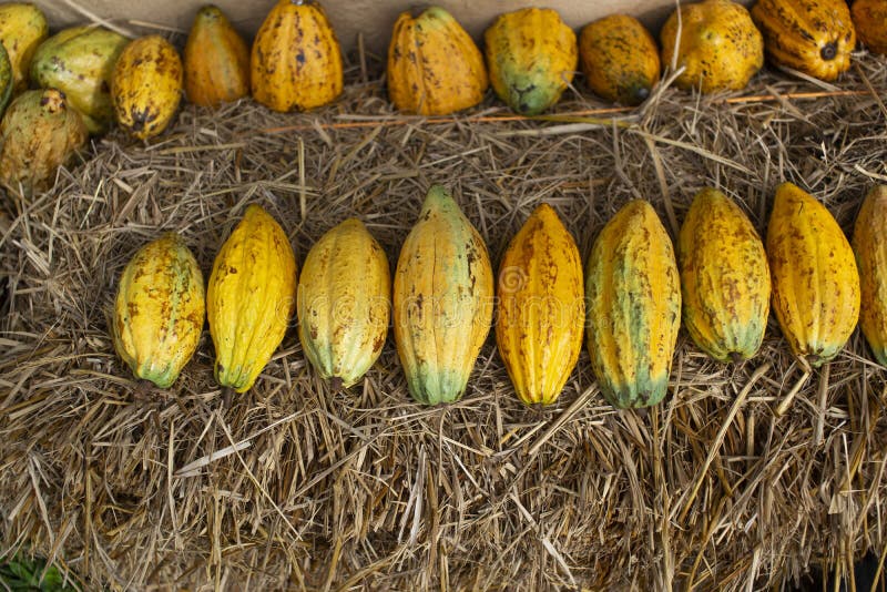 Raw Cocoa Balls on the Straw Stock Image - Image of chocolate, dried ...