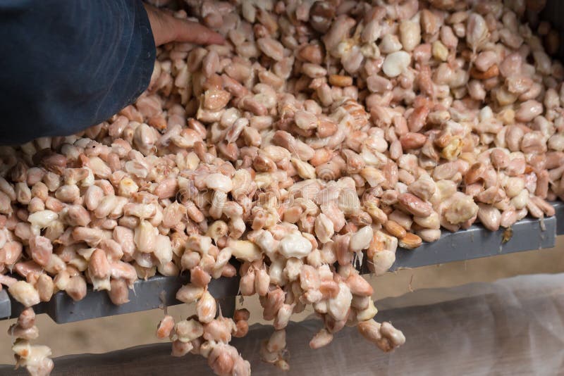 Raw Cocoa Beans, Fresh Cocoa Beans in Box Stock Photo - Image of stack ...