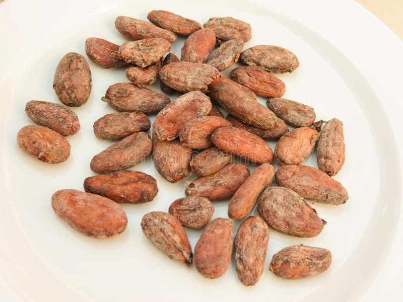 Raw cocoa beans stock photo. Image of fruit, african - 119599414