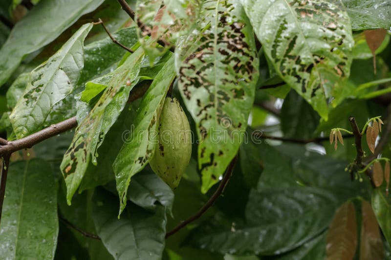 Raw Cocoa Berries on Cocoa Trees in the Rainy Season Stock Photo ...
