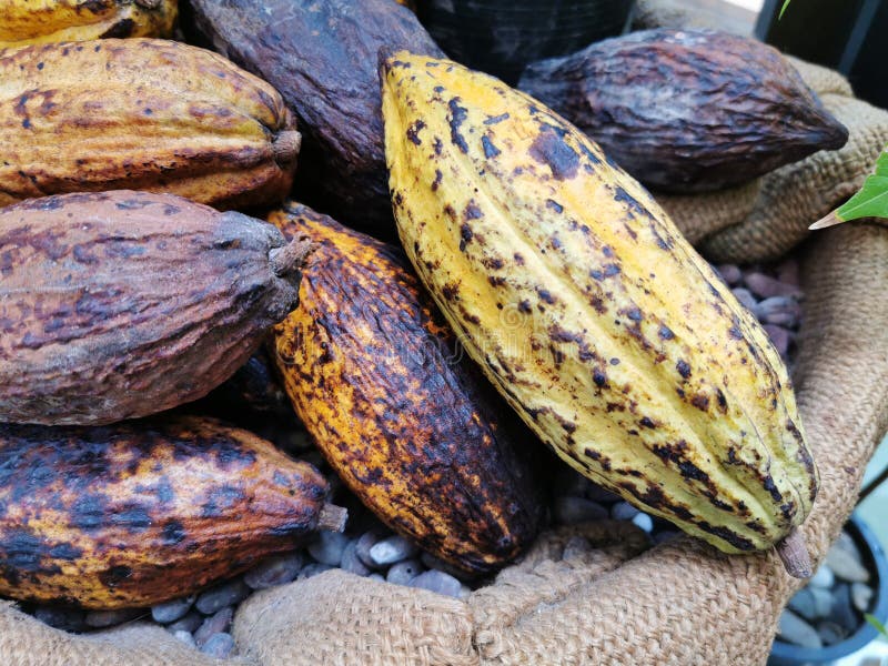Raw Cocoa with Natural Day Light. Stock Image - Image of cocoa, natural ...