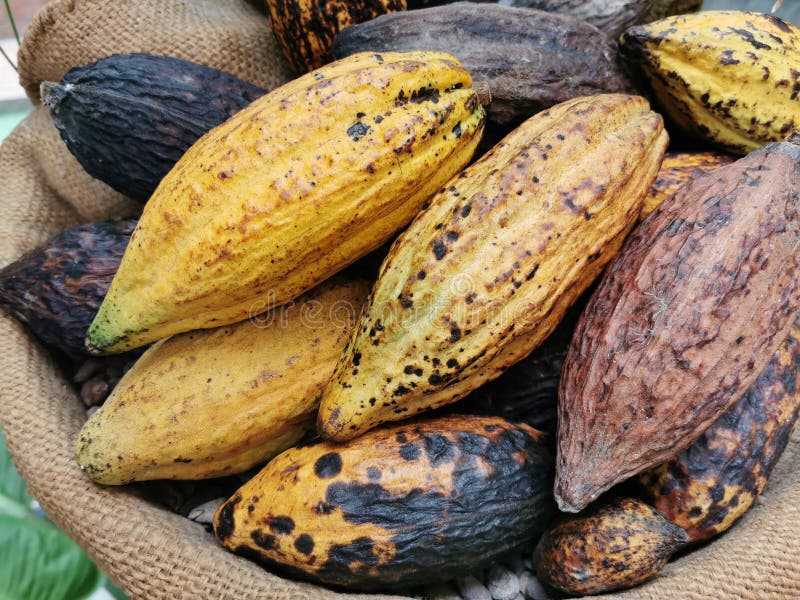 Raw Cocoa with Natural Light. Stock Image - Image of fruit, cuisine ...