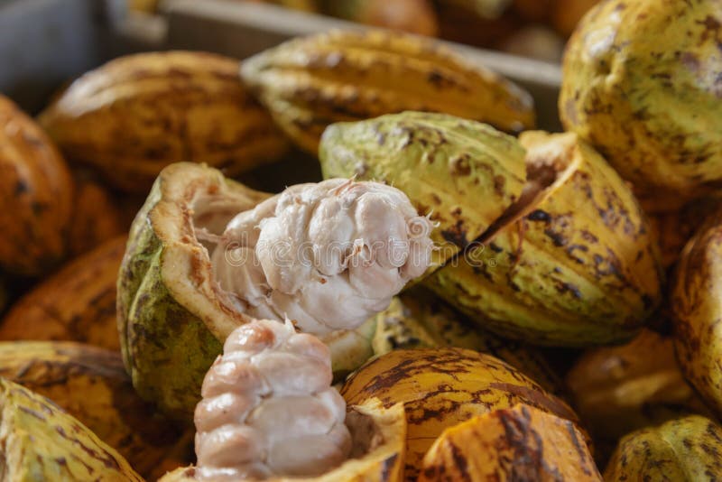 Raw Cocoa Pods and Cocoa Beans Stock Image - Image of leaves, dried ...