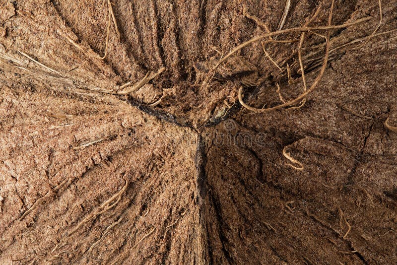 Raw coconut close-up stock photo. Image of hard, abstract - 114548478