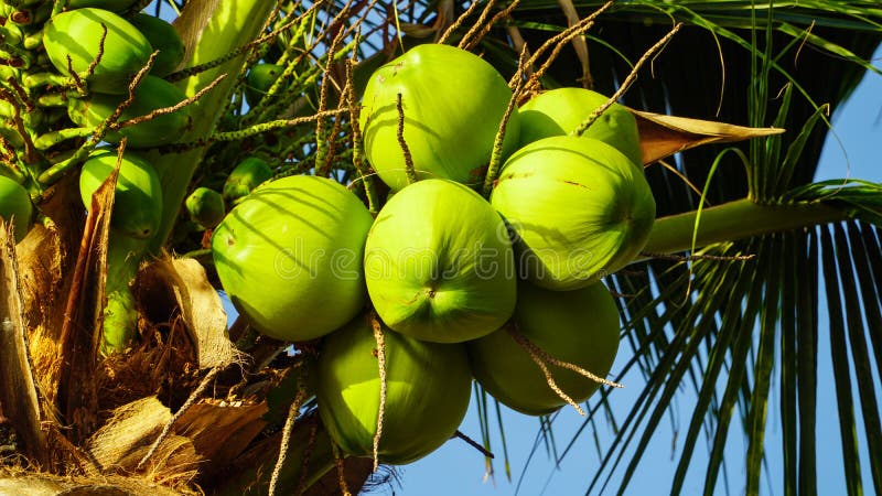 Raw Coconut on the Coconut Tree Stock Image - Image of plant, bunch ...
