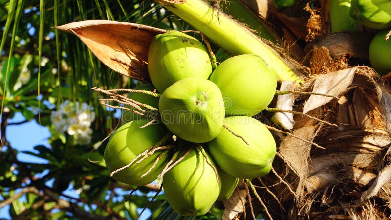 Raw Coconut on the Coconut Tree Stock Image - Image of nature ...