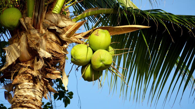 Raw Coconut on the Coconut Tree Stock Image - Image of tree, fruit ...
