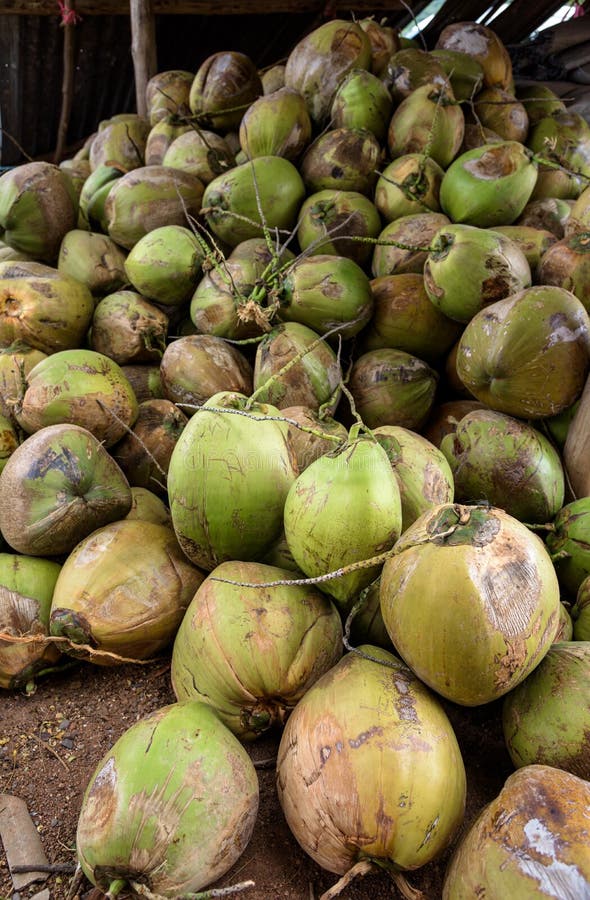 Raw Coconuts at the Coconut Farm. for Cooking Stock Photo - Image of ...