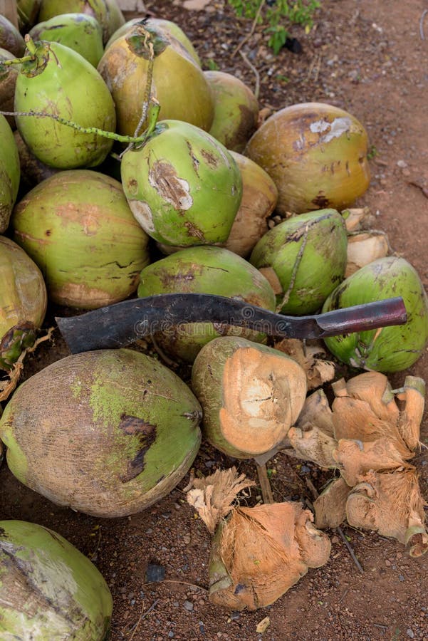 Raw Coconuts at the Coconut Farm. for Cooking Stock Photo - Image of ...