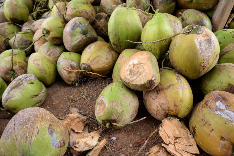 Raw Coconuts at the Coconut Farm. for Cooking Stock Photo - Image of ...