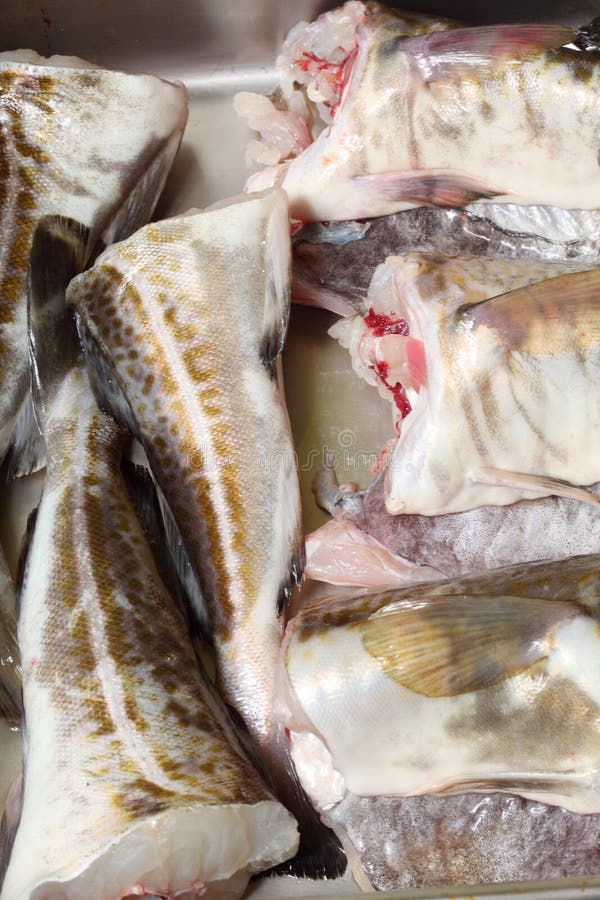 Cod fish - fish fillets stock image. Image of trophy - 29945039