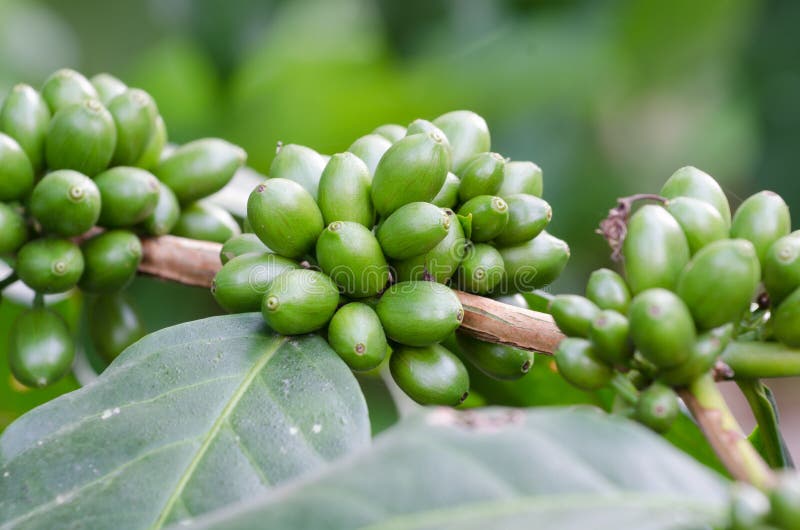 Hillside of Coffee stock photo. Image of verdant, rica - 26601276