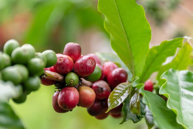 Raw Coffee Arabica on the Tree Waiting for Harvest Stock Photo - Image ...