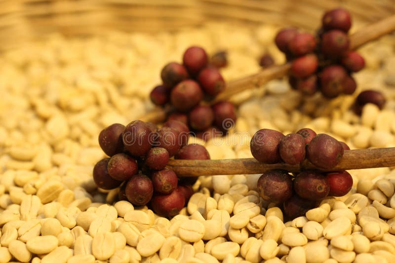 Raw coffee bean stock image. Image of brown, dark, bean - 37380137
