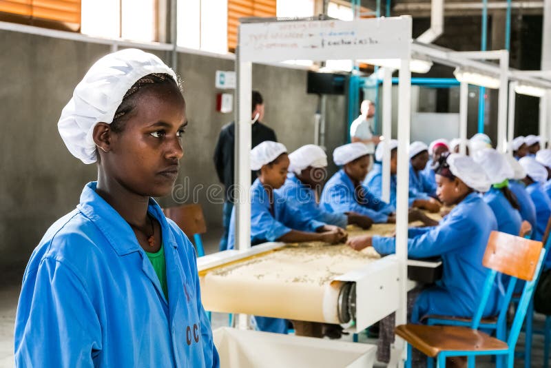 Raw Coffee Bean Sorting and Processing in a Factory Editorial ...