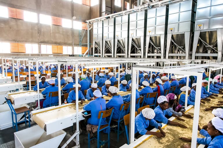 4,218 Coffee Processing Stock Photos - Free & Royalty-Free Stock Photos ...