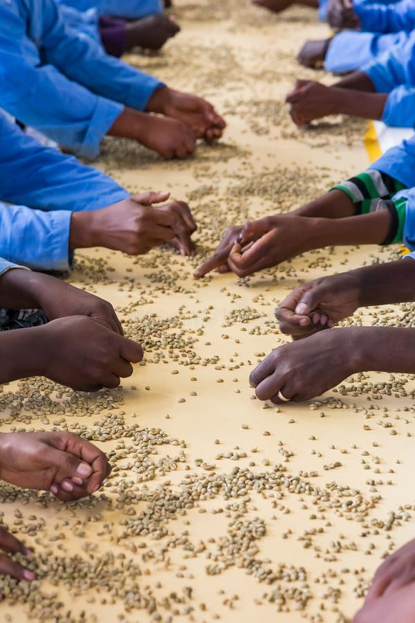 Raw Coffee Bean Sorting and Processing in a Factory Stock Photo - Image ...