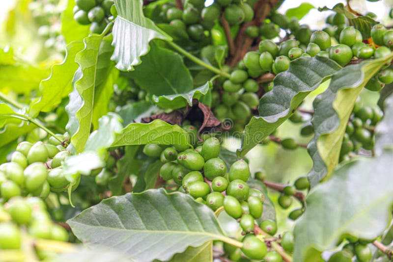 Coffee tree plant on farm stock image. Image of coffee - 285094161