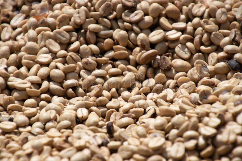 Raw Coffee Beans Background.coffee Beans Pattern in Coffee Shop ...
