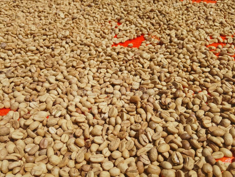 Raw Coffee Beans Being Sun-Dried on an Orange Tarp Stock Photo - Image ...