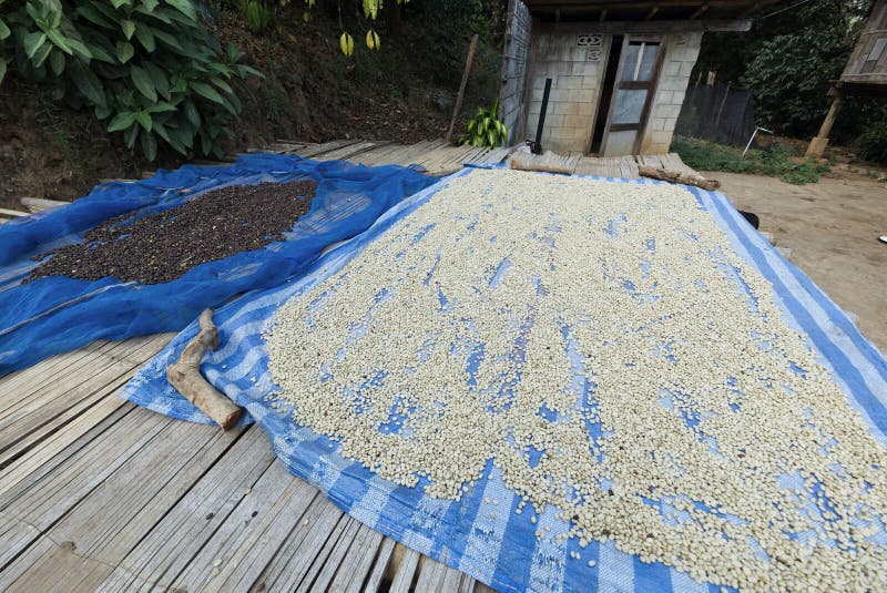 Raw Coffee Beans Drying on the Table in the Local Village Stock Photo ...