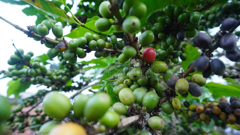 Indonesia December 31th Stock Photos - Free & Royalty-Free Stock Photos ...