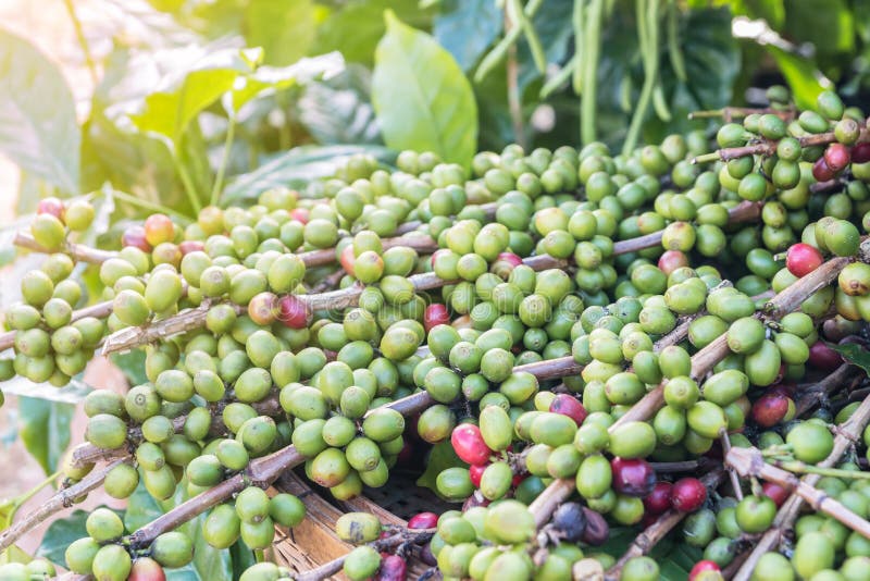 Raw coffee beans stock image. Image of arabica, crop - 104371873