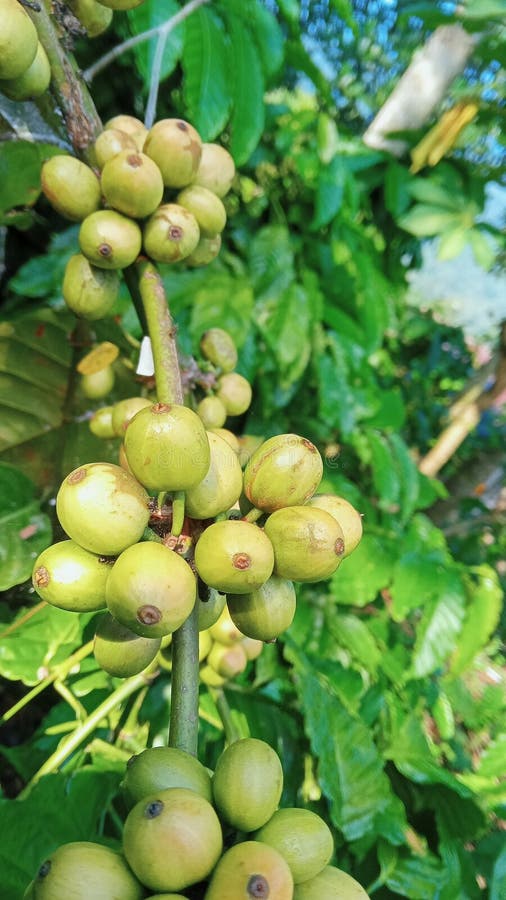 Raw Coffee Beans that are almost Ready for Harvest in a Rural Coffee ...