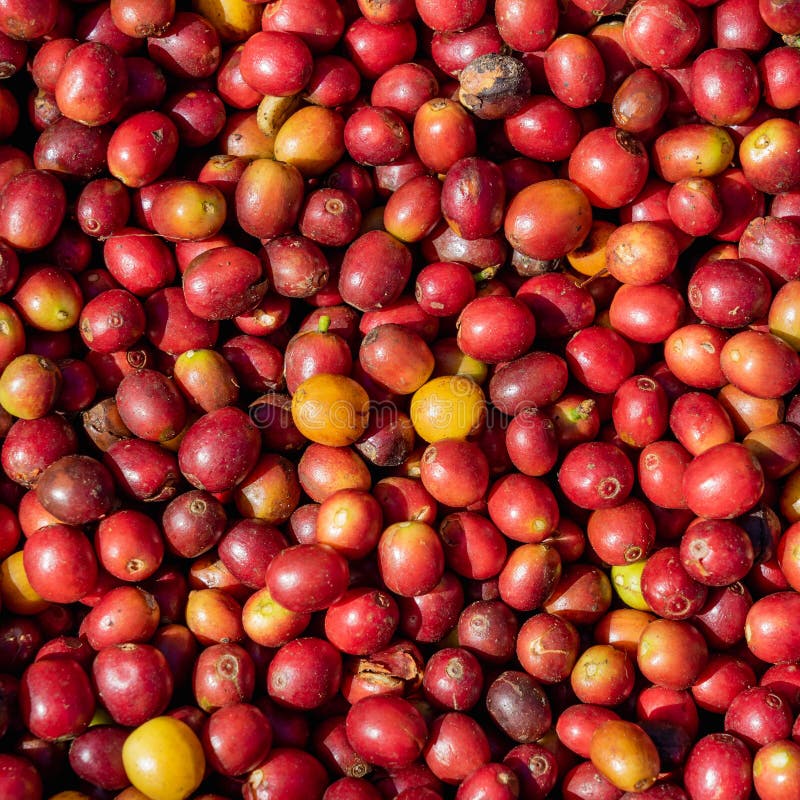 Raw coffee beans stock photo. Image of healthy, colorful - 146276332