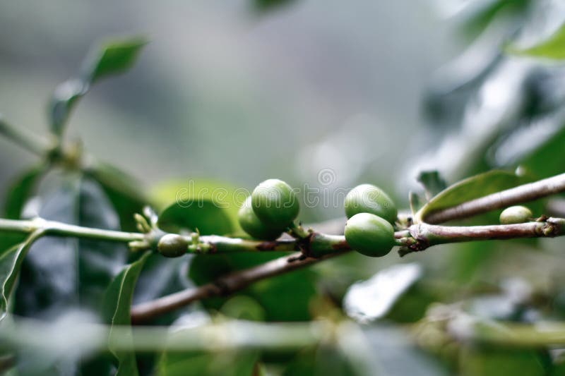 Raw Coffee Beans, Still Green in the Coffee Tree. Stock Image - Image ...