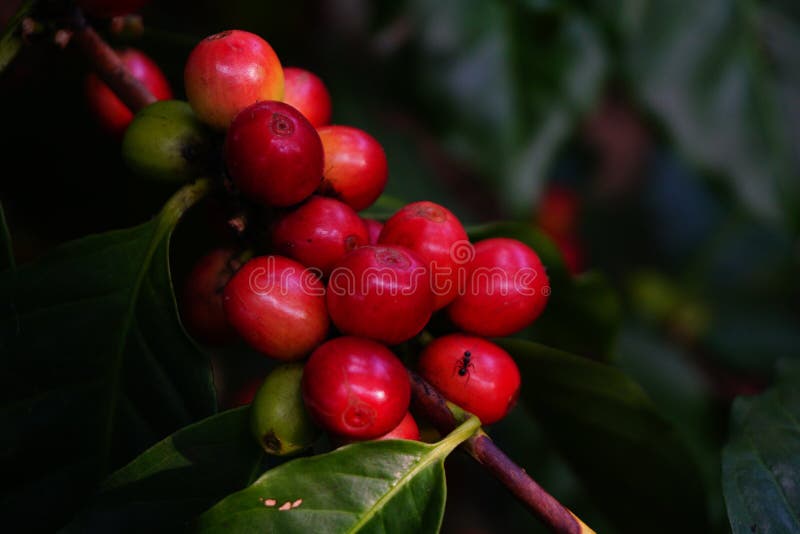 Raw Coffee Beans on the Coffee Tree Stock Image - Image of farm, branch ...