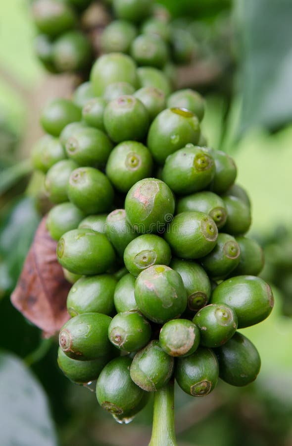 Raw coffee berries. stock image. Image of arabica, growth - 34061551