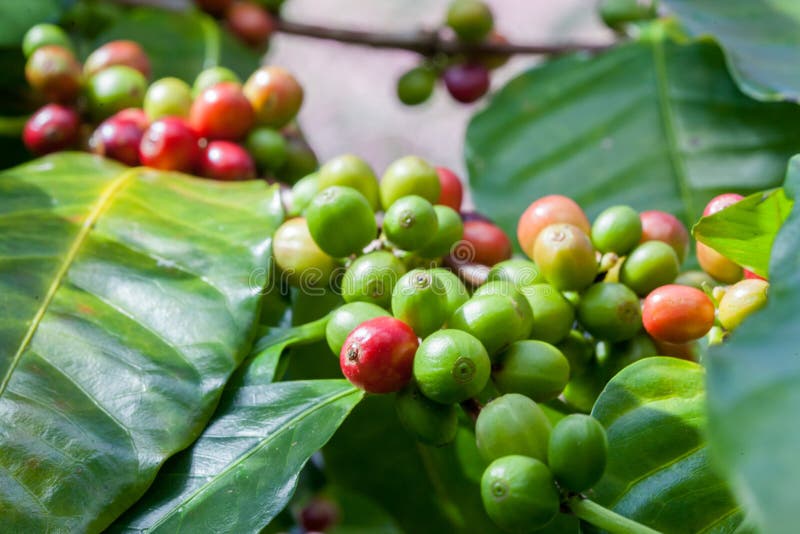 Raw Coffee seed stock photo. Image of plant, farm, seeds - 95625280