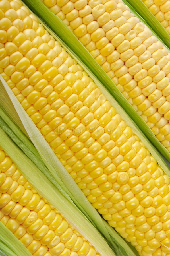 Boiled corn stock image. Image of alternative, boiled - 61131605