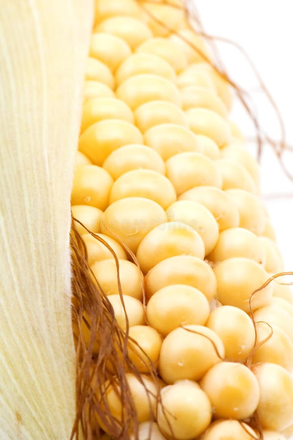 Corn ear stock photo. Image of maize, grow, grain, farm - 325840