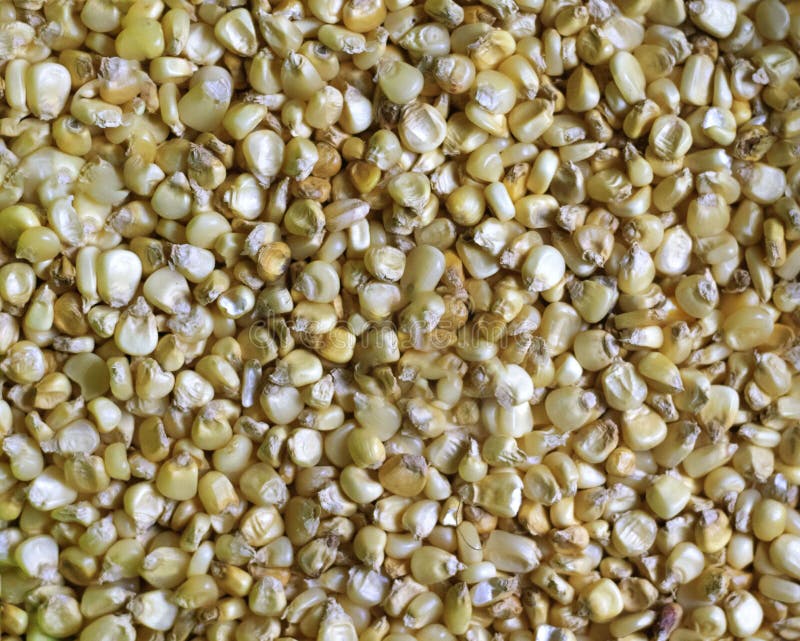 Raw corn in cluster stock image. Image of maizes, cluster - 187590423