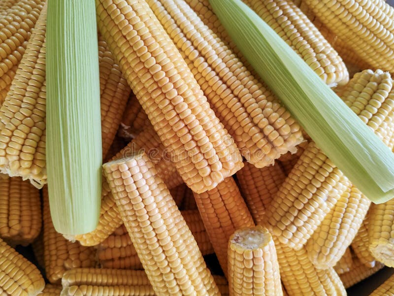 Raw Corn Cobs after Harvest Stock Image - Image of healthy, sweet ...