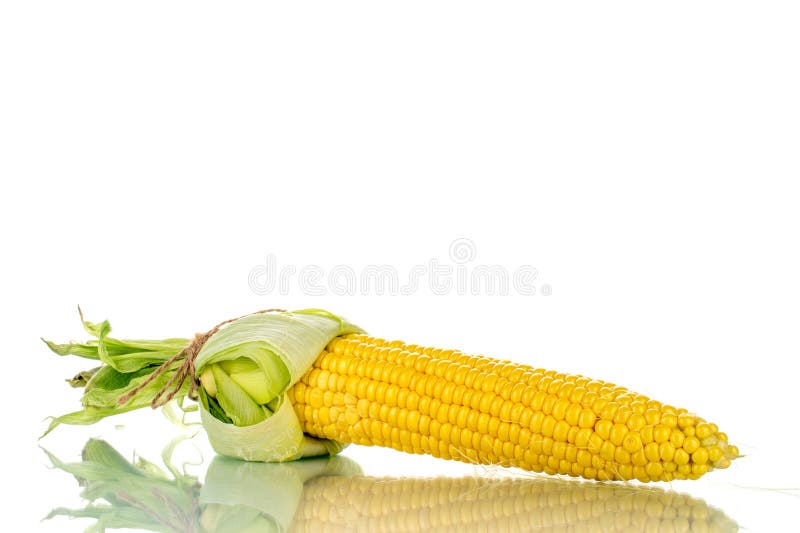 Raw Corn Cobs with Kitchen Utensils Isolated on White Background and ...